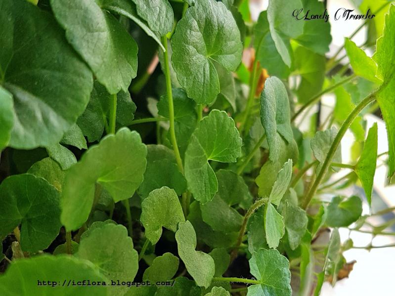 Thankuni - Centella asiatica