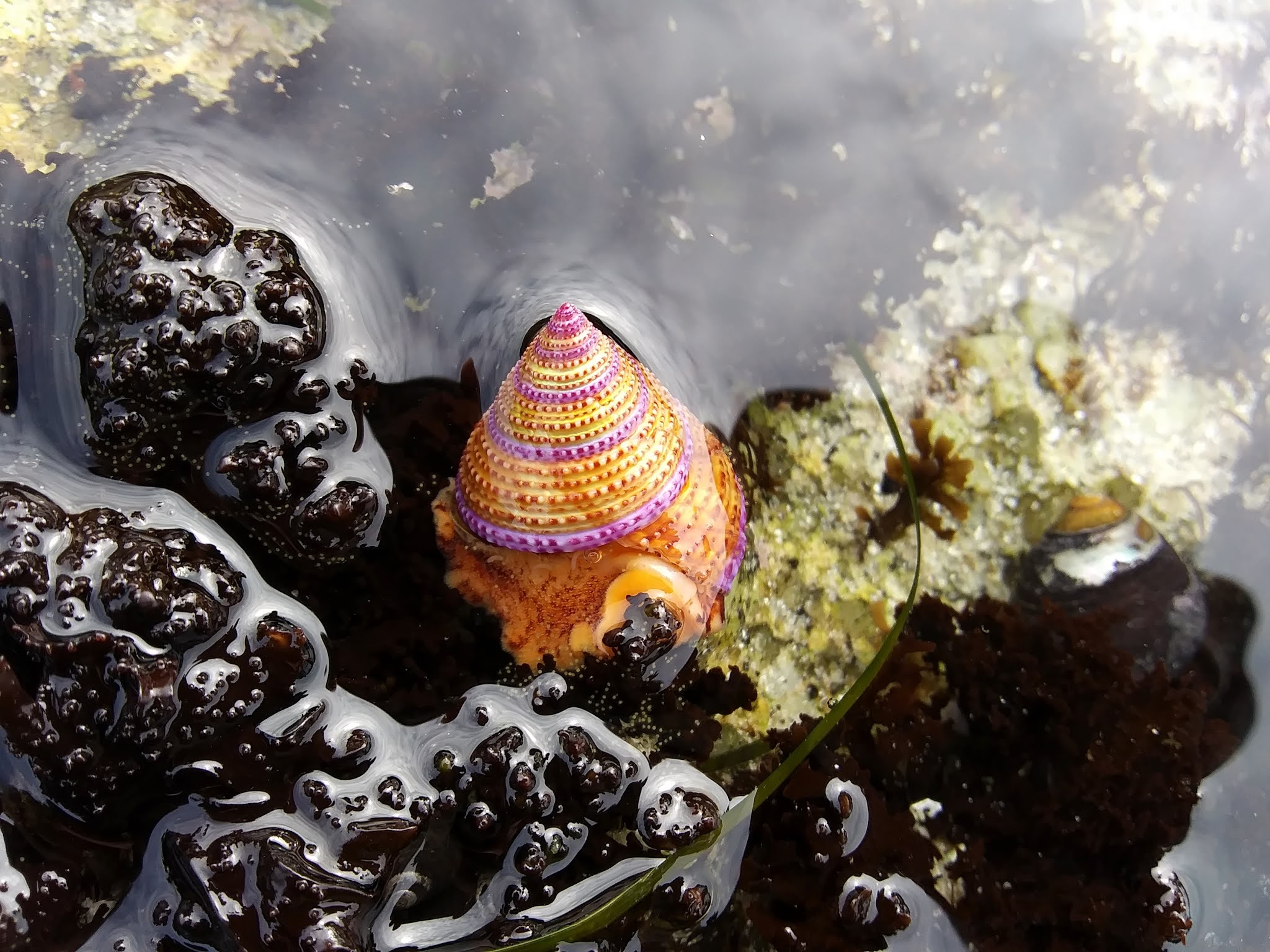 Tidepool Treasures: Jeweled Top Snail
