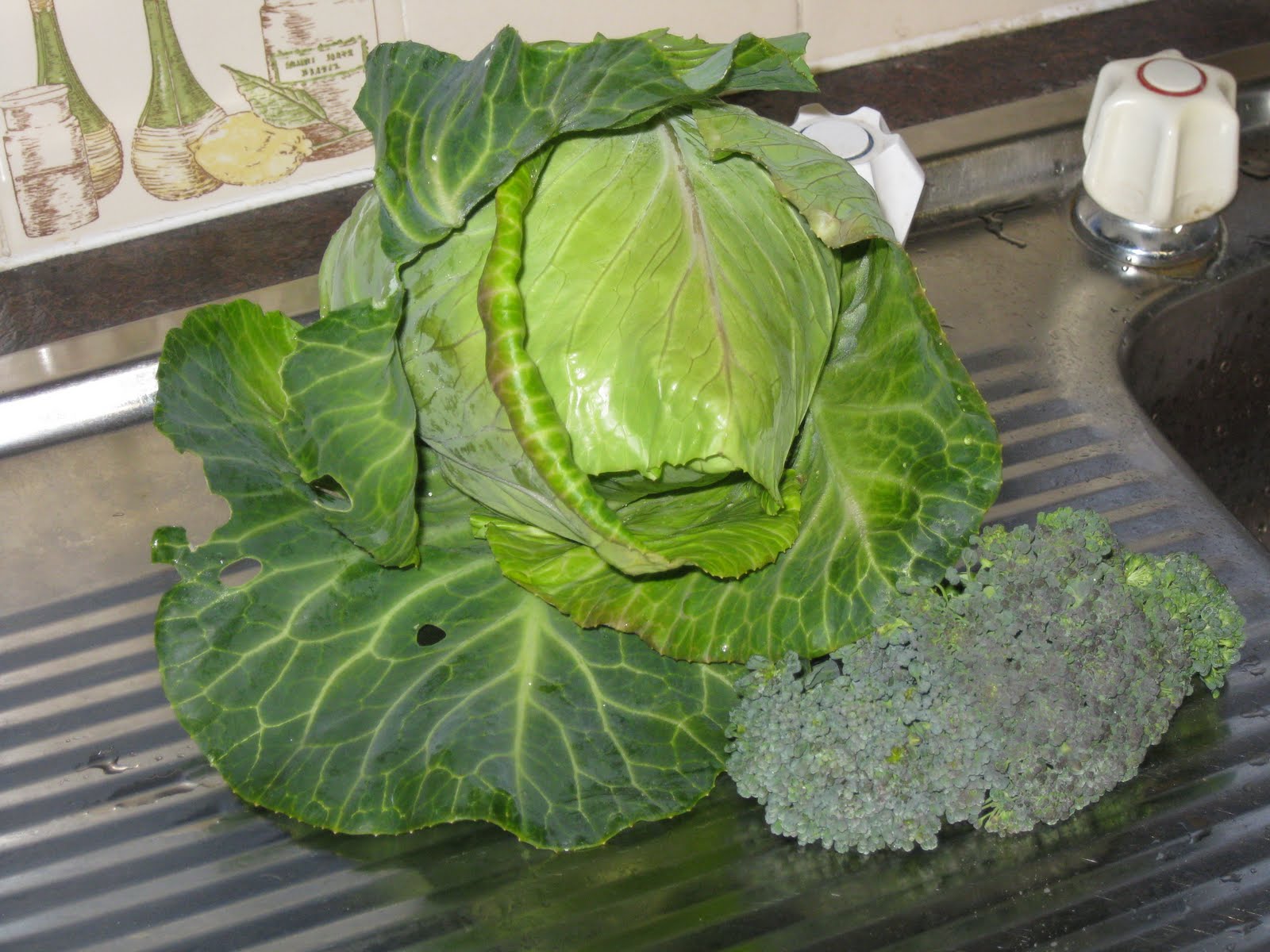 Robin's Double Life: Growing vegetables in Mitchell, outback Queensland