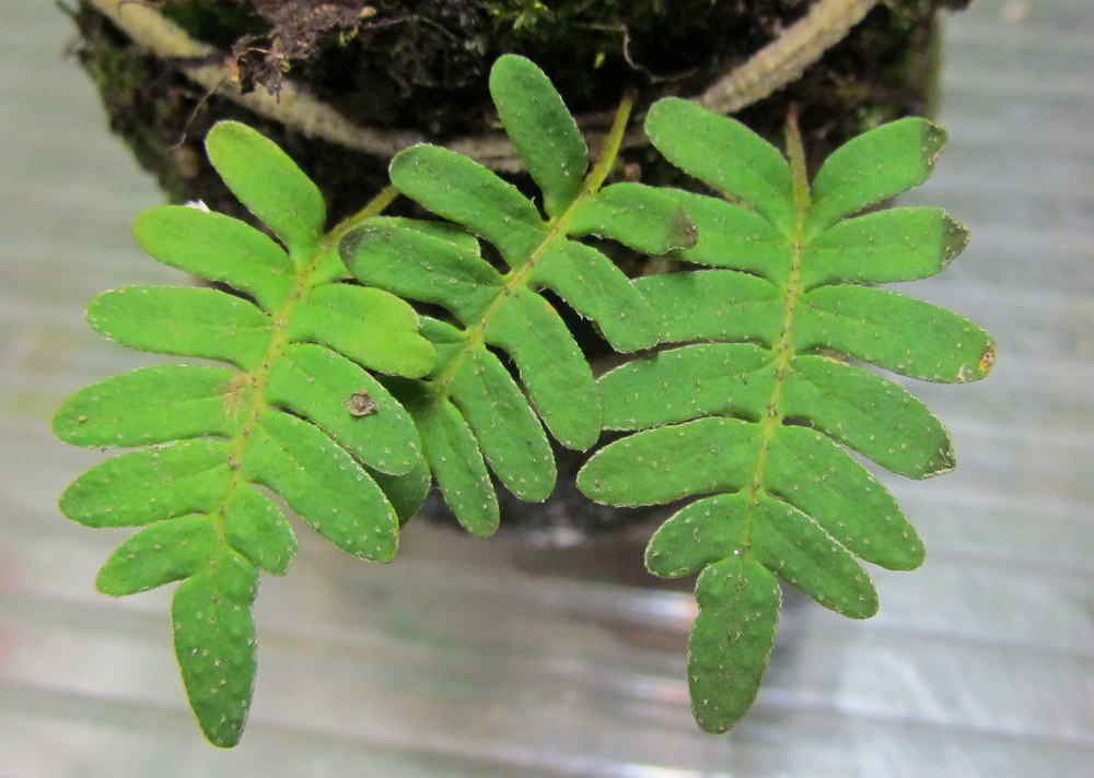 Pleurothallidinae: Pleopeltis polypodioides