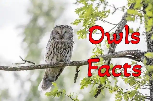 80 Information Facts About Owl In Hindi 80-information-facts-about-owl-in-hindi