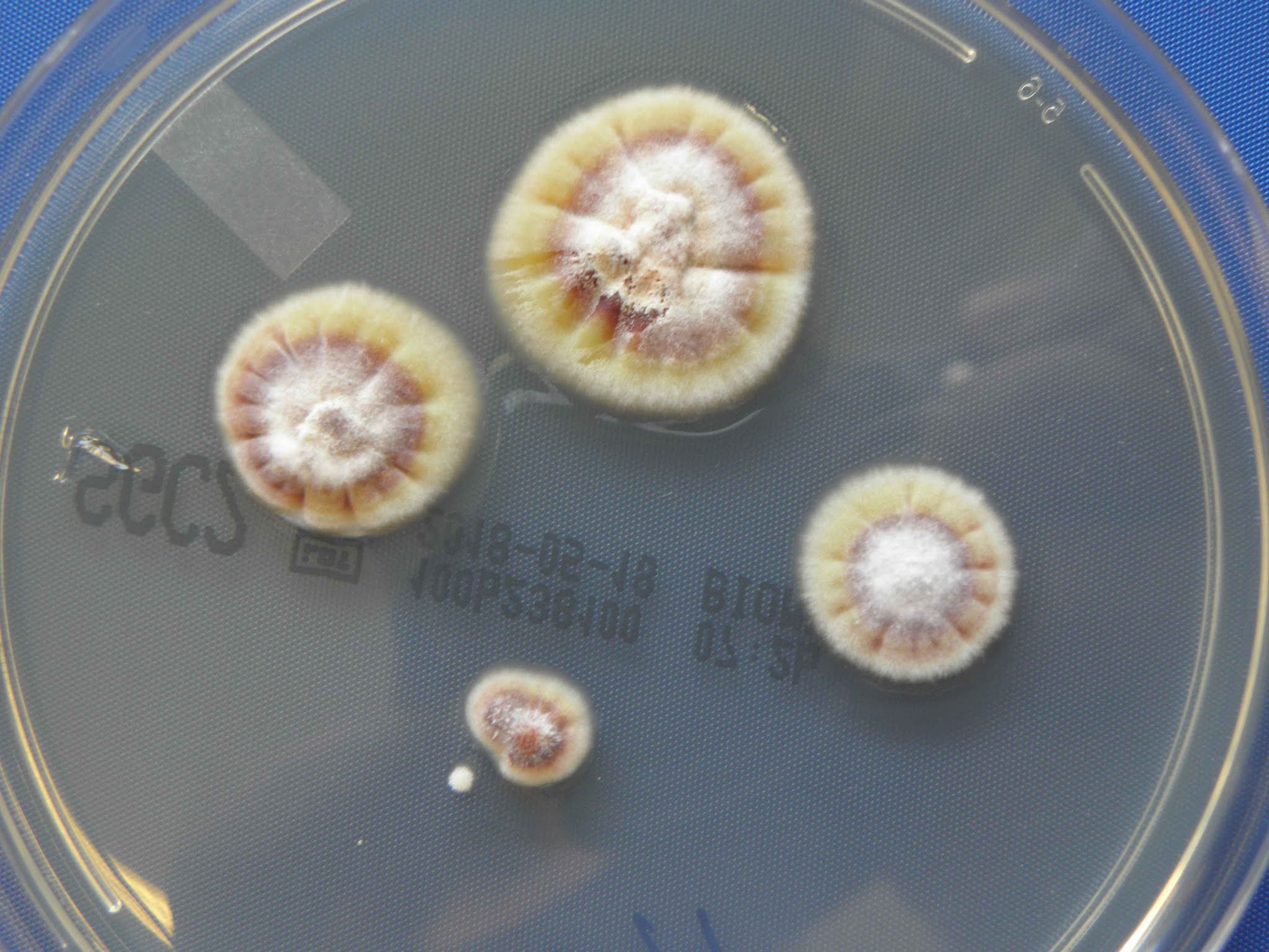 ATLAS MICOLOGIA: TRICHOPHYTON RUBRUM - COLÓNIA COM 13 DIAS DE INCUBAÇAÕ