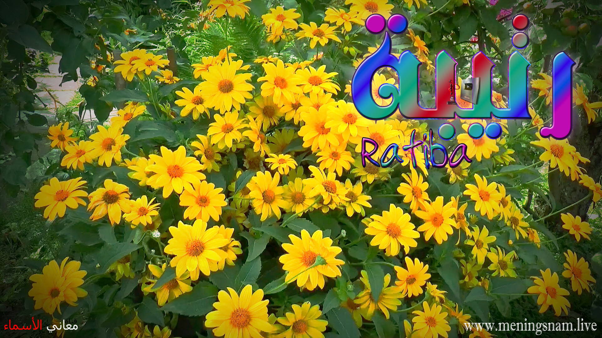 معنى اسم رتيبة وصفات حاملة هذا الاسم Ratiba - معاني الأسماء ومعاني ...