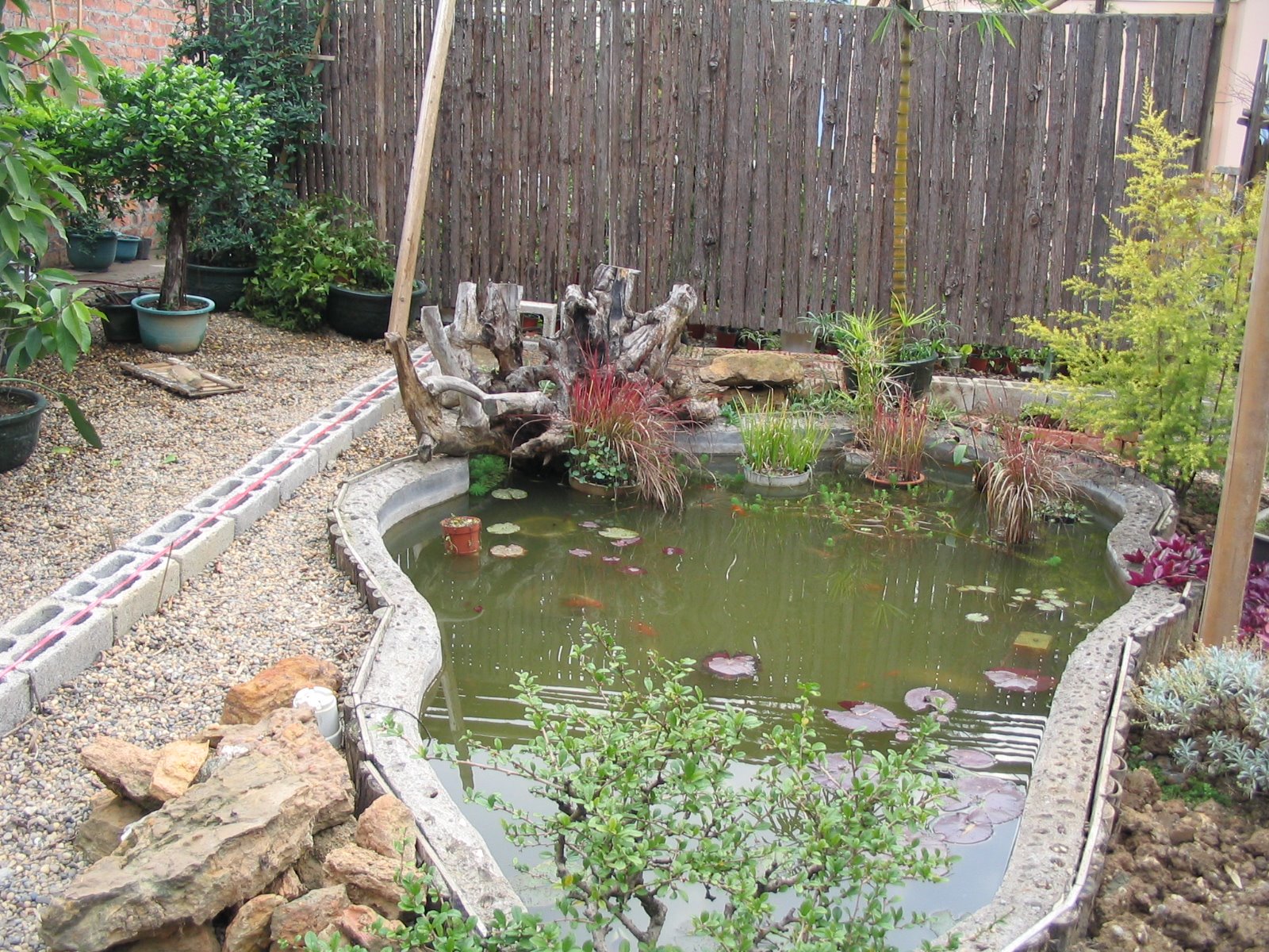 The Chinese Garden: Mixed Small Bird Aviary in China Guangxi Nanning (1 ...