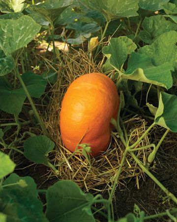 Plants & Outside Ideas - Pinterest Gardening