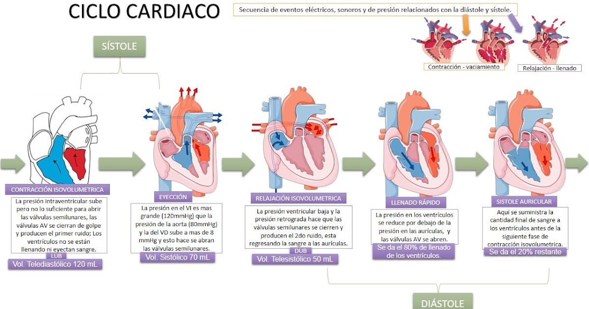 Fisiología médica : CICLO CARDÍACO