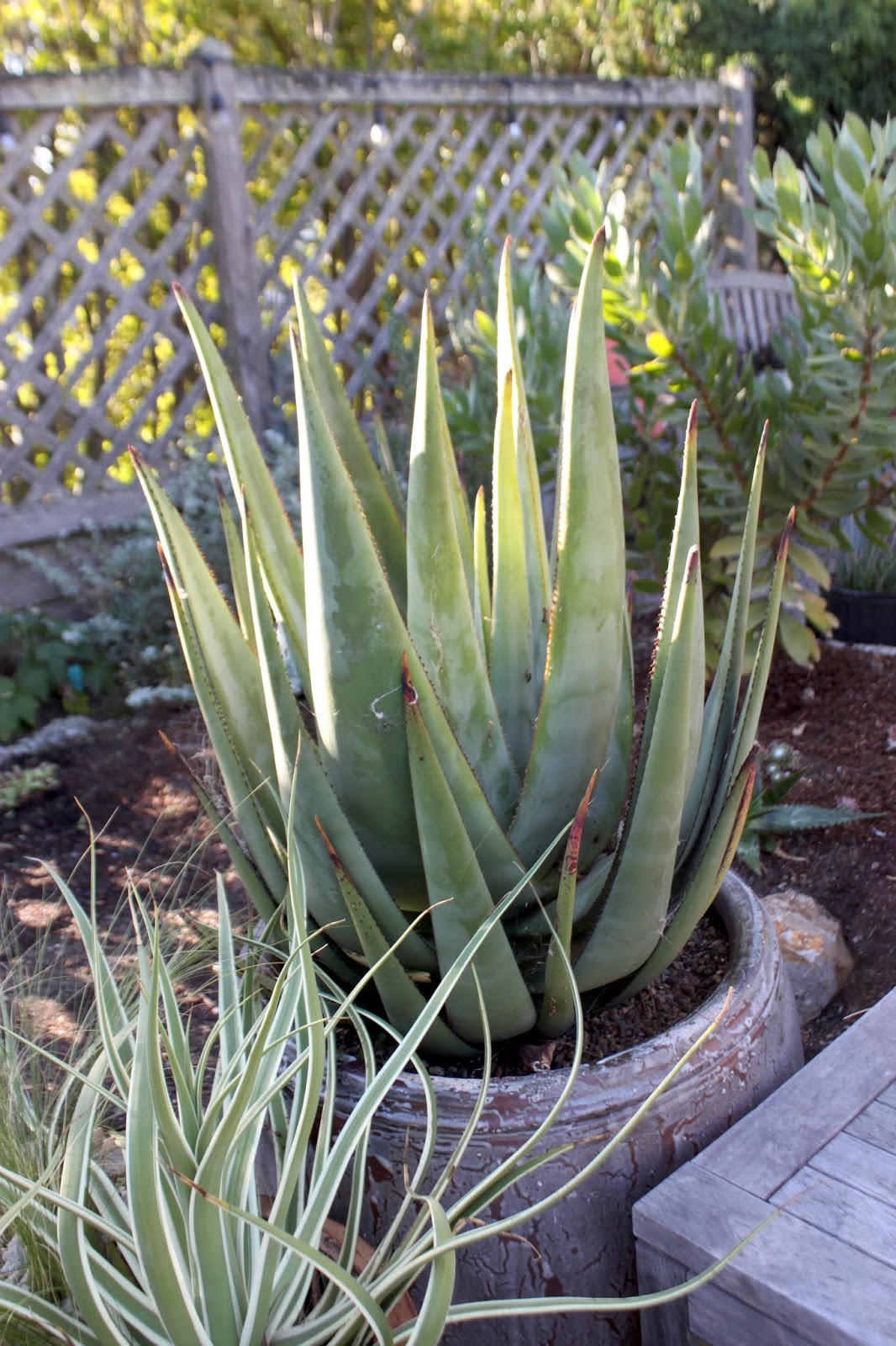 Emerging Fall Aloe Inflorescences