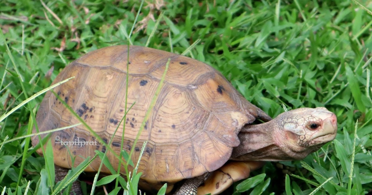 Nature in Nepal: Tortoises and Freshwater Turtles of Nepal and Their ...