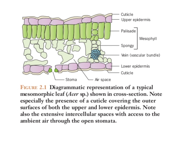 TRANSPIRATION ~ Biologyexplorer