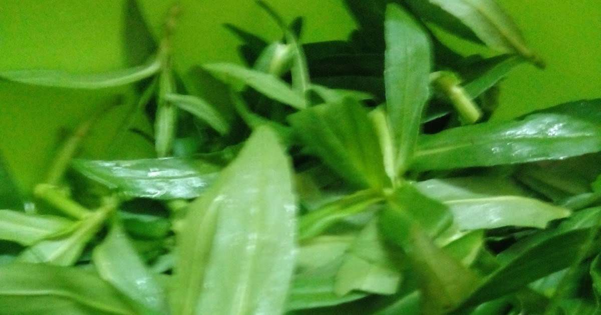 pokok herba,bunga, ulaman dan segala jenis tumbuhan: Daun sudu itik