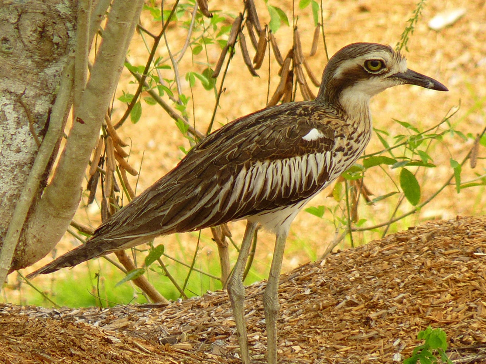 Birding For Pleasure: Bush Stone Curlew