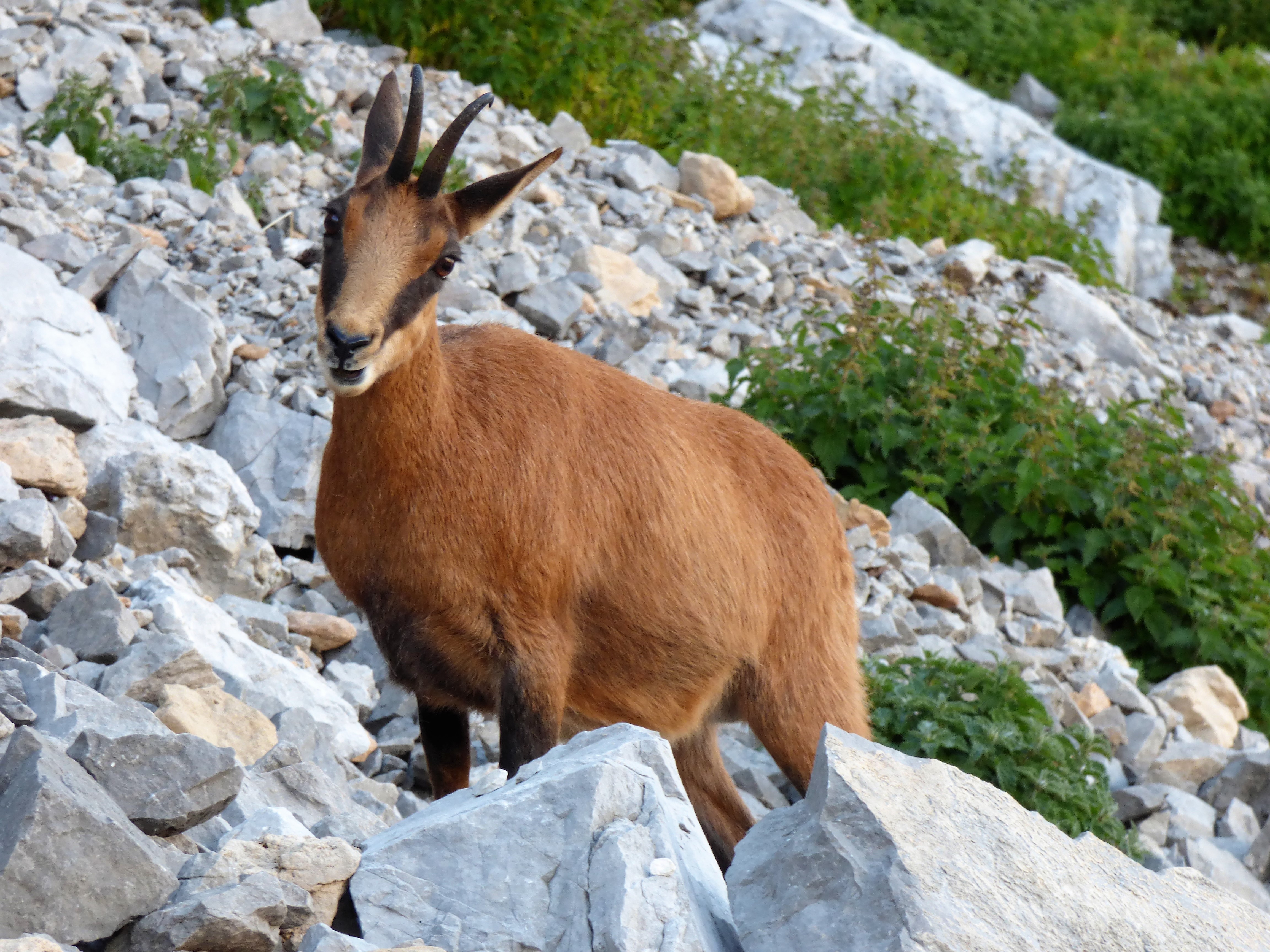 Naturayala: La extinción del rebeco en el País Vasco