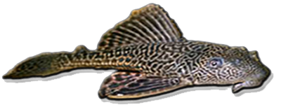 Invasive Fishes - BFAR-PCAARRD Providing Network for Invasive Aquatic ...