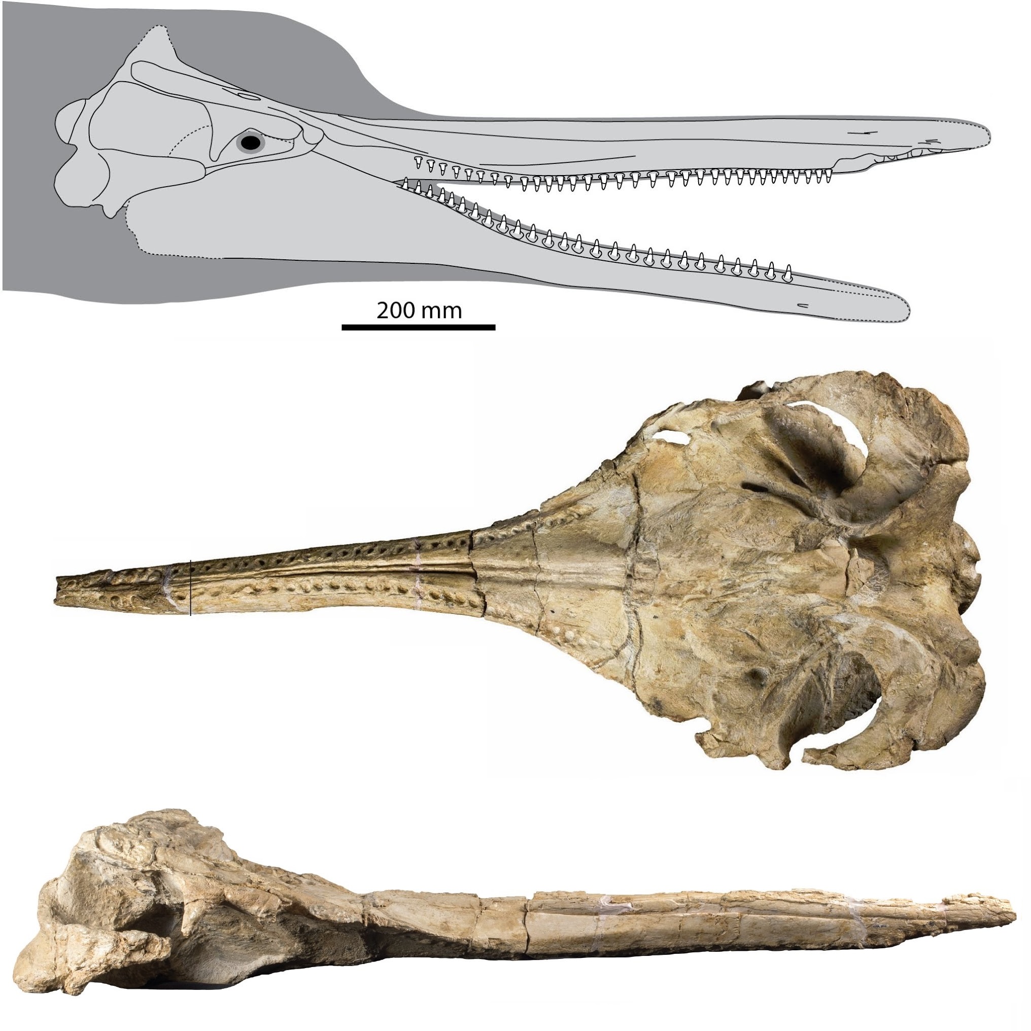 Species New to Science: [PaleoMammalogy • 2020] Rhaphicetus valenciae ...
