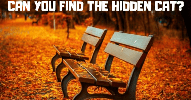 Eye Twisters: Mind-Bending Animal Picture Brainteasers