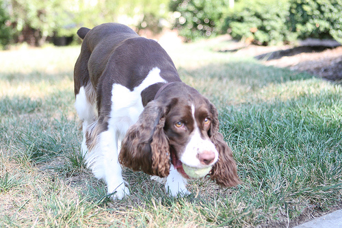 Mascotas, perros y gatos, animales domésticos: English springer, muy ...