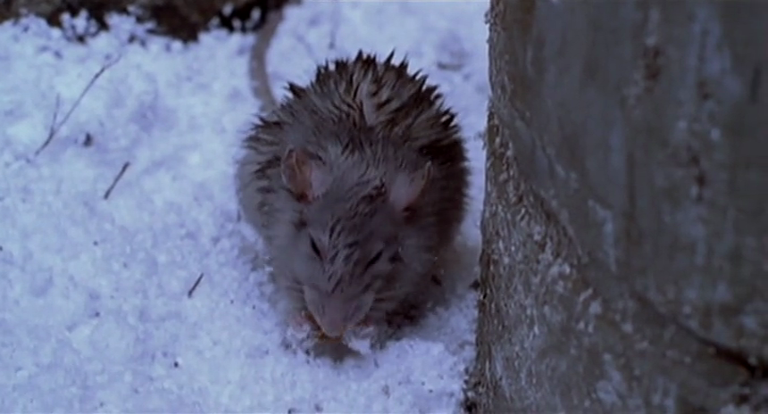 The Department of Afro American Research, Arts and Culture