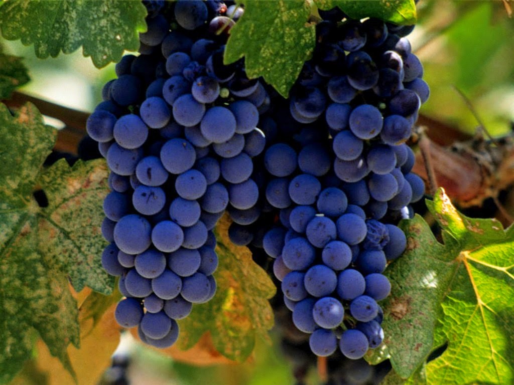 Adega de casa: As grandes uvas tintas - Merlot