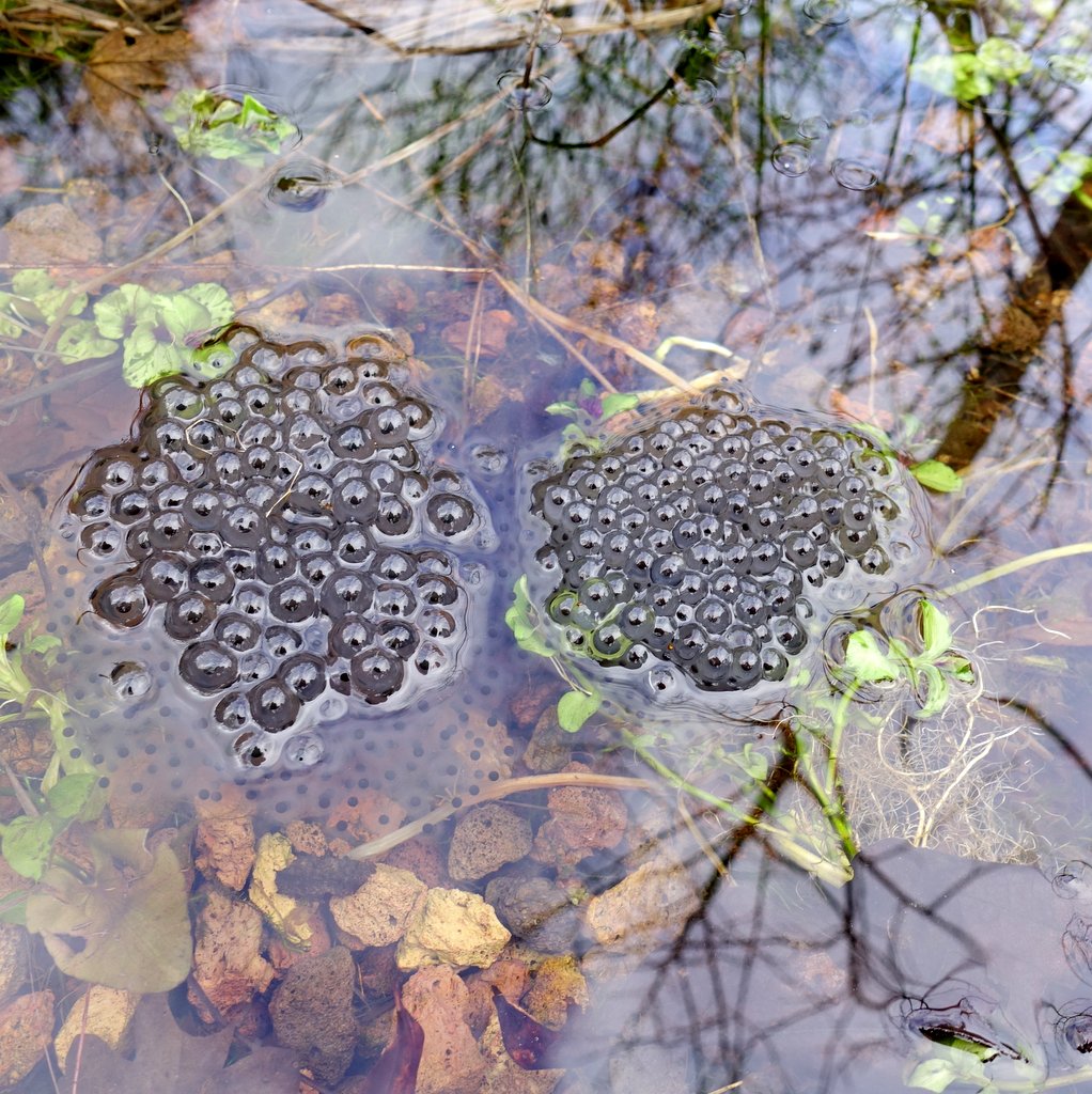 M U G G E N B E E T: eerste kikkerdril