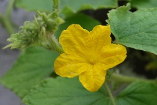 Turai Smooth Gourd Vegetable Flower Images