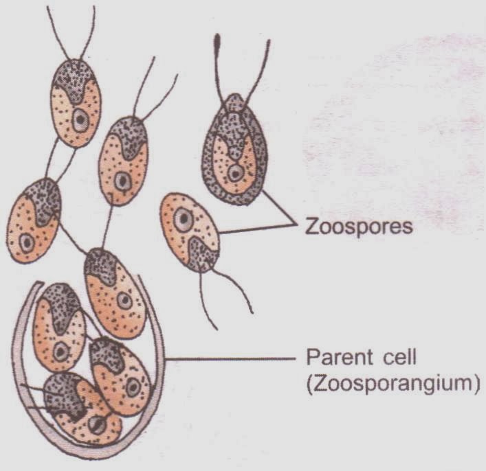 REPRODUCTION IN LOWER AND HIGHER PLANTS - Notes for Class 12 Biology ...