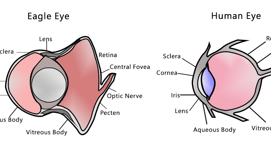 Raptor Resource Project Blog: Eagle eyes!