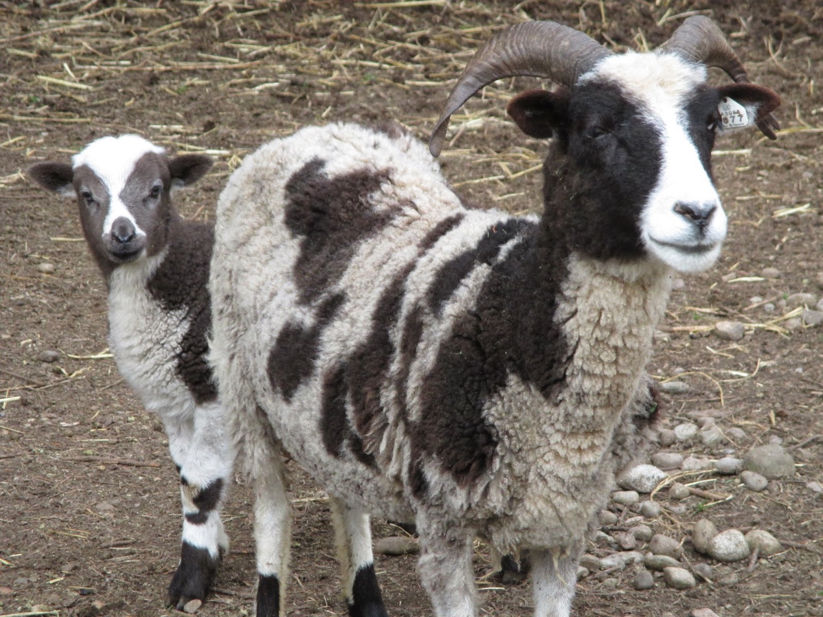 Red Dog, Spotted Sheep: Cedar Pond Jacob Sheep for Sale
