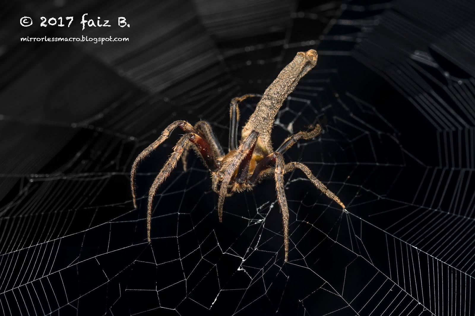 Mirrorless Macro Photography: Selection of Spiders from 2017!