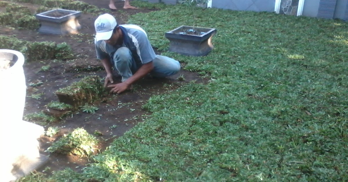 Proses pekerjaan saya penanaman rumput gajah mini di rumah pak eko ...
