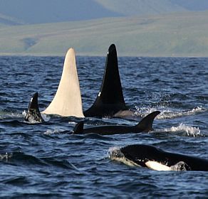 BIObizarro: Orca albina