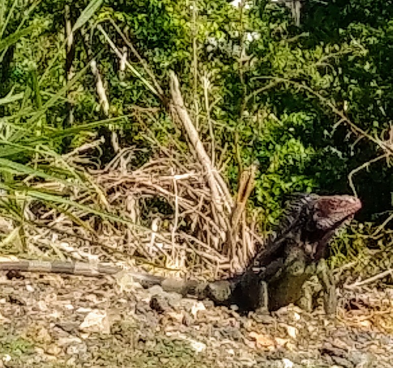 Another Mile Another Destination Blog: Saint Thomas (US Virgin Islands ...