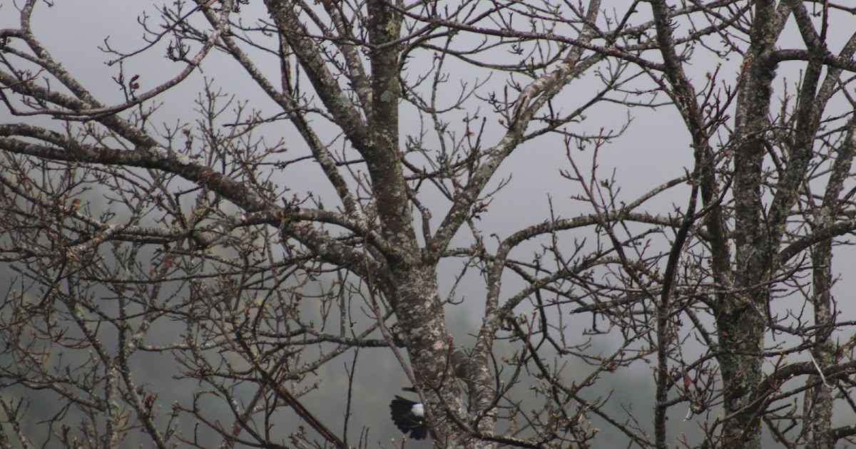 Anabela Magalhães: Sons e Imagens da Aboboreira em Tempos de Pandemia
