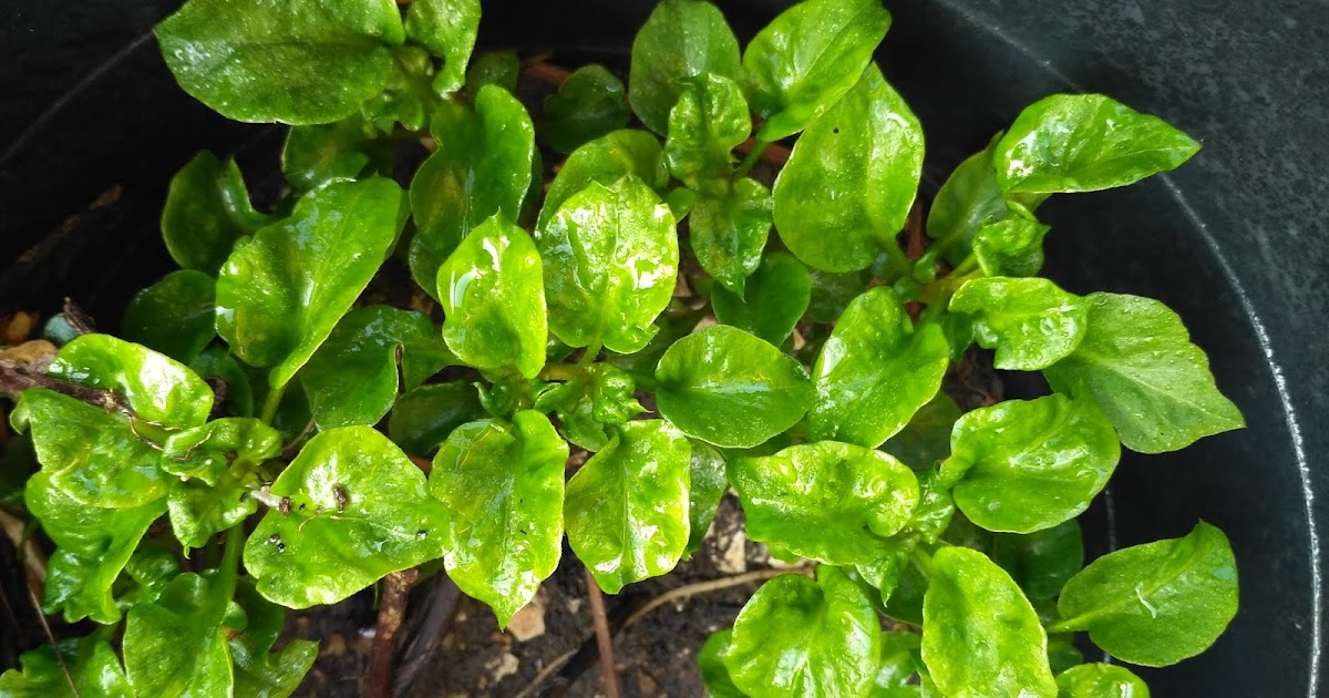 Brazilian Spinach : How To Care