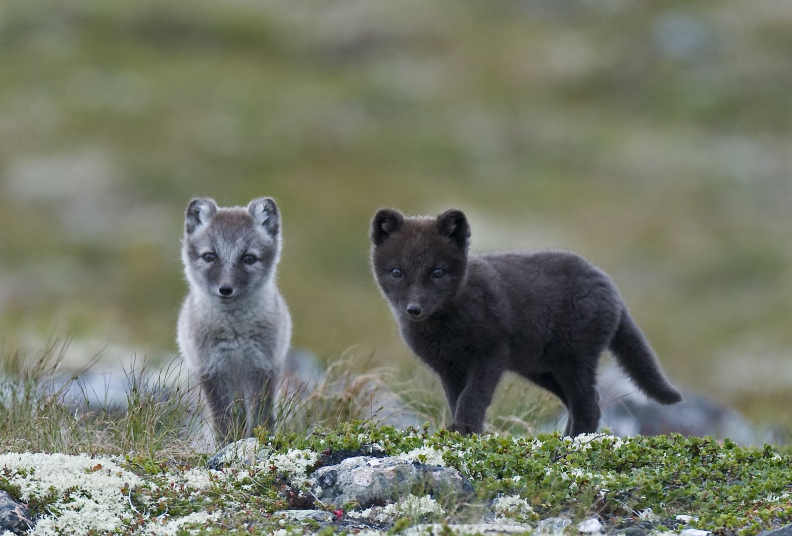 Naturarkivet: Sensitiv informasjon om fjellrev og andre truede dyr skal ...
