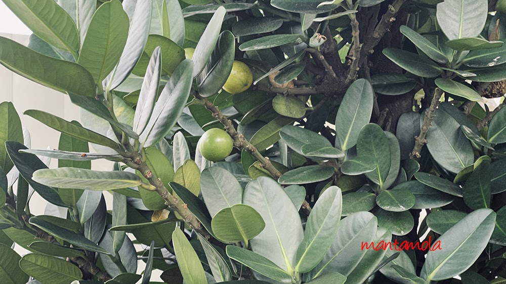 manta blog: Happiness Tree