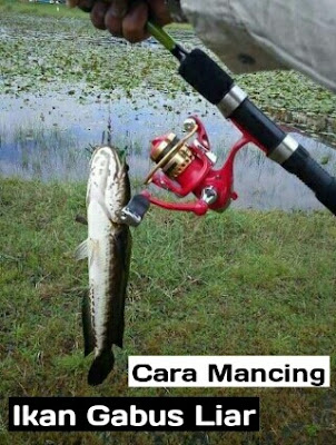 7 Umpan Gabus Liar Susah Makan di Danau [No 1 Paling Ampuh] JejakSemut