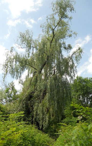 A Boat Against the Current: Photo of the Day: Leaning Tree