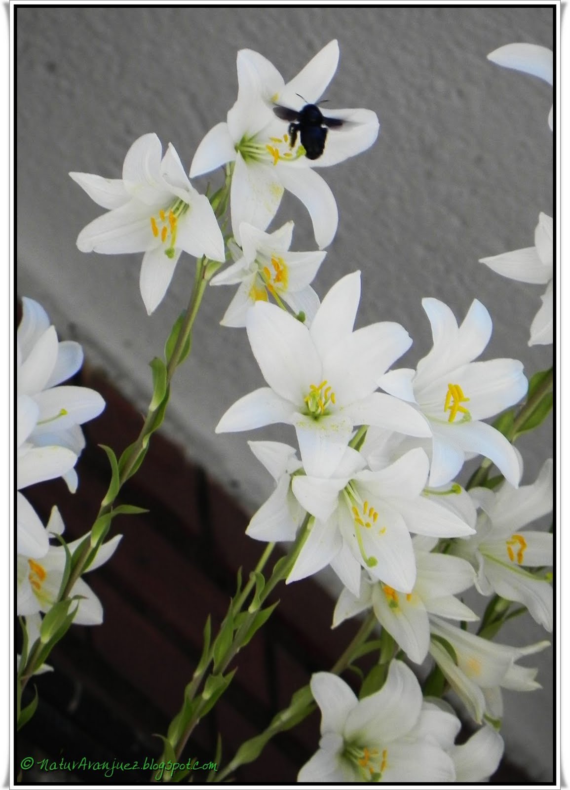 NaturAranjuez: AZUCENA - Lilium candidum