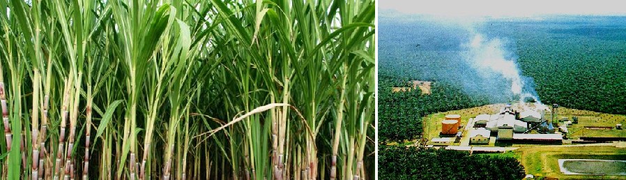 Biomass Industrial Innovative Projects: Bagasse Pellet and EFB Pellet ...