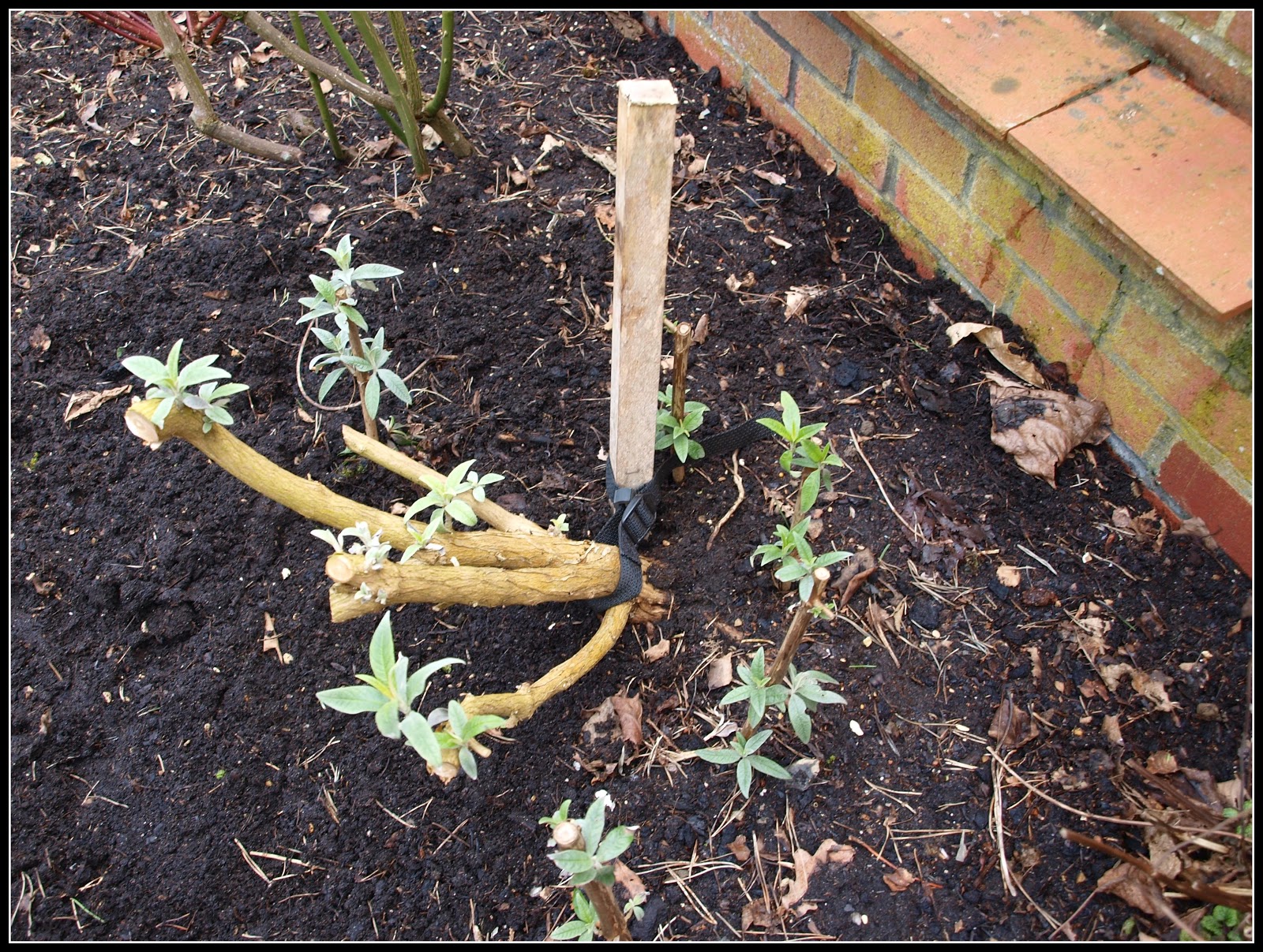 Mark's Veg Plot: Buddleia
