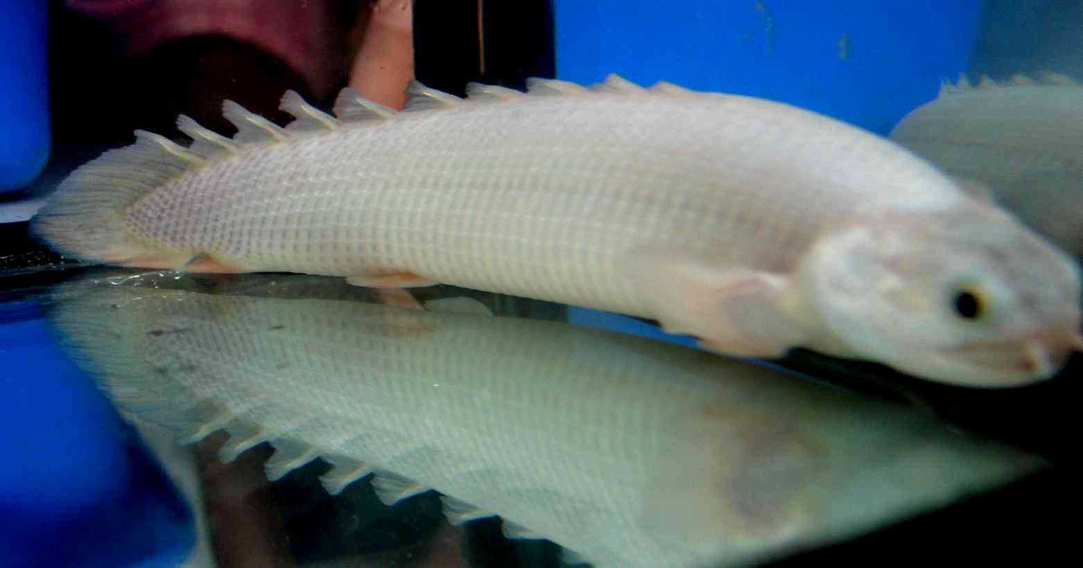 Semua Tentang Ikan: Polypterus Senegalus