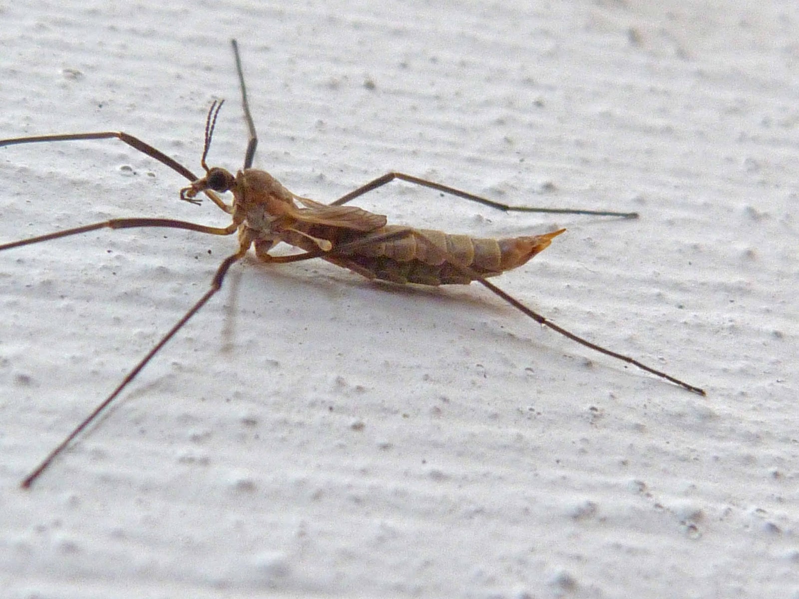 Insects of Scotland: Craneflies