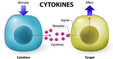 Perpetually Curious: The Science Behind Cytokine Storms