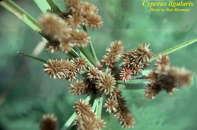 PLANT FAMILIES OF PUERTO RICO AND FLORIDA PAPO VIVES: CYPERACEAE SERIE ...