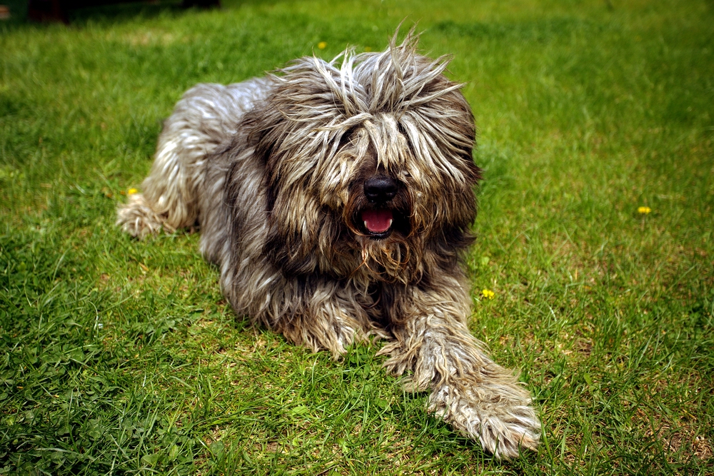 despre viata prin fotografie: Despre Grivei!