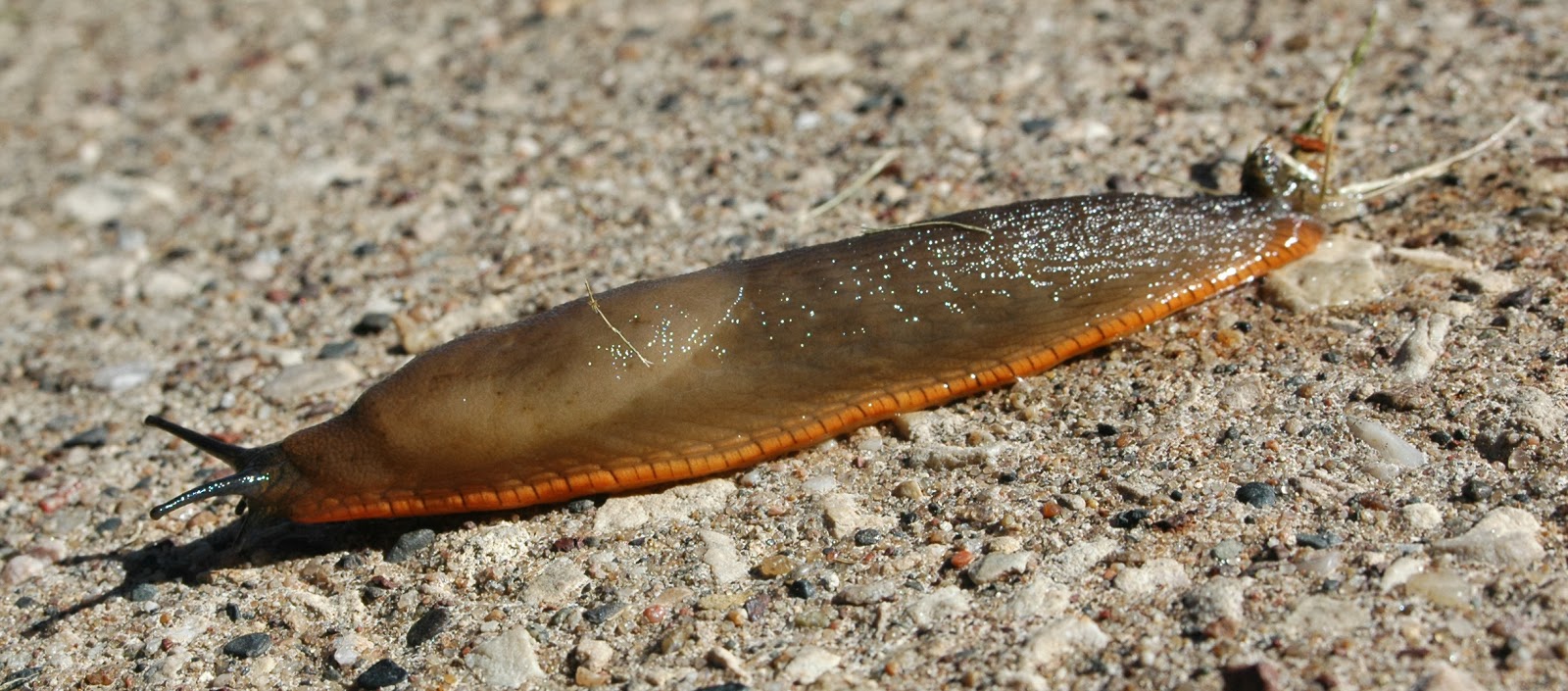 Shallow Thoughts from Iowa: Arion fasciatus slug, I think - look at ...