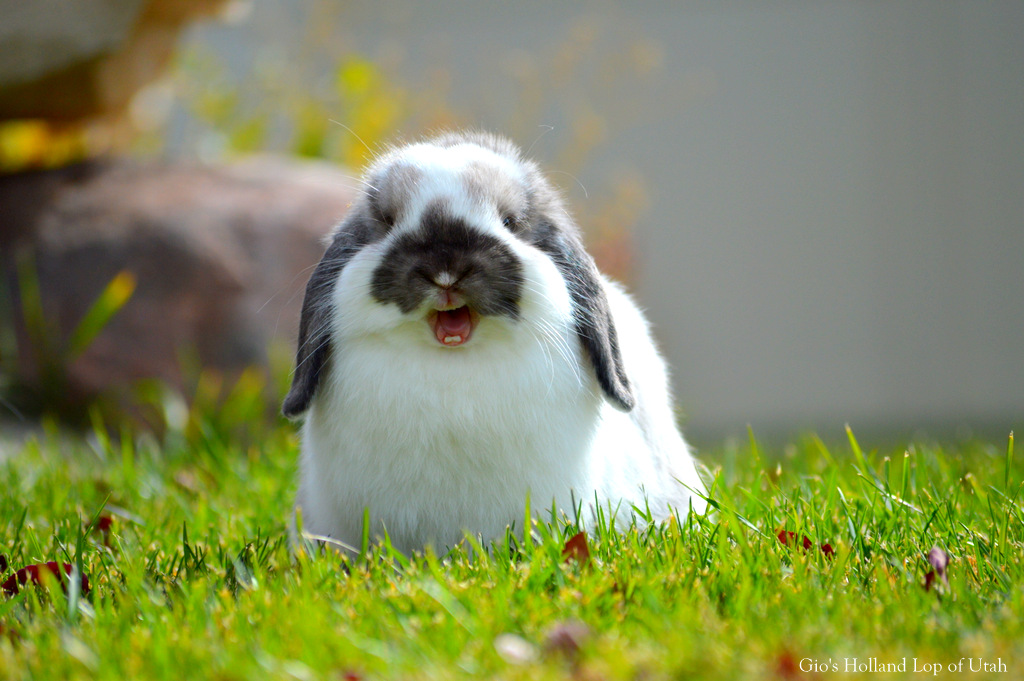 Holland Lop