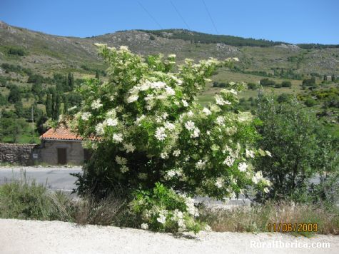 El Jardín de Judith: FLOR DE SAÚCO; REMEDIOS Y RECETAS