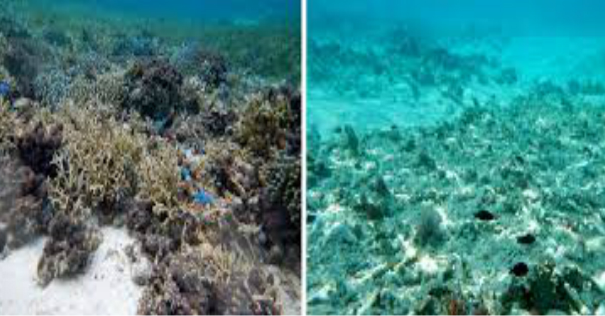 Dahilan ng pagkasira ng mga coral reefs inilahad ng mga mangingisda sa ...