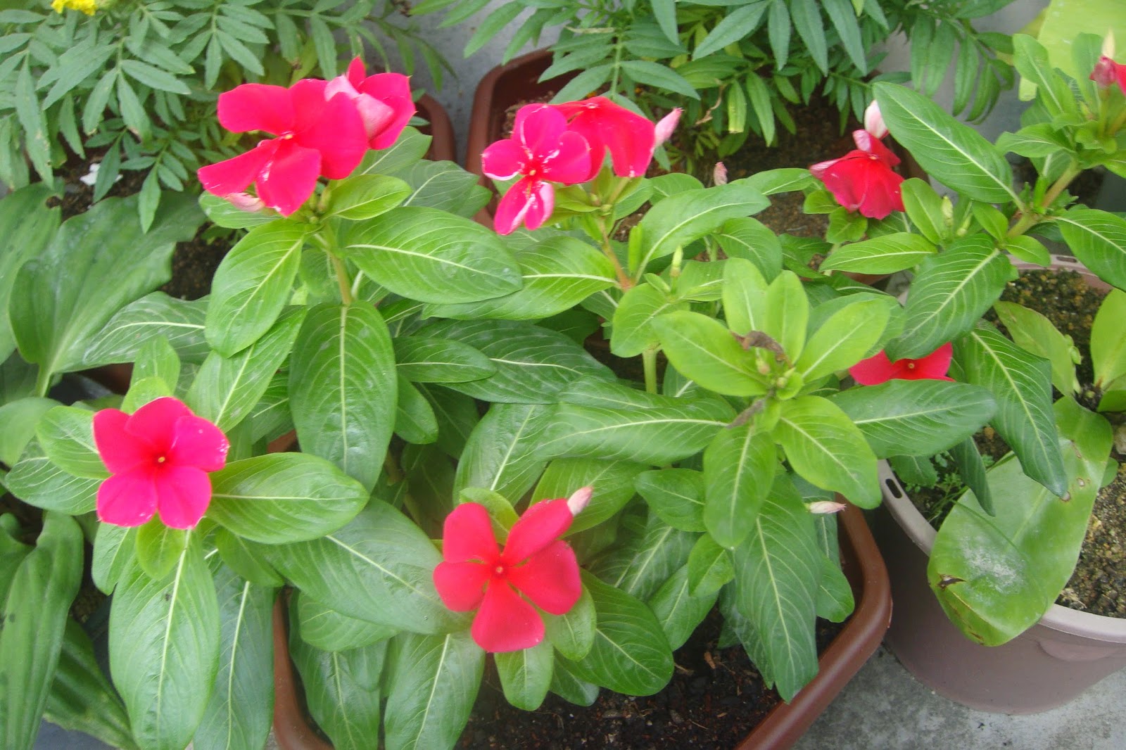 My Wonderful Timez.: Bunga Kemunting Cina.